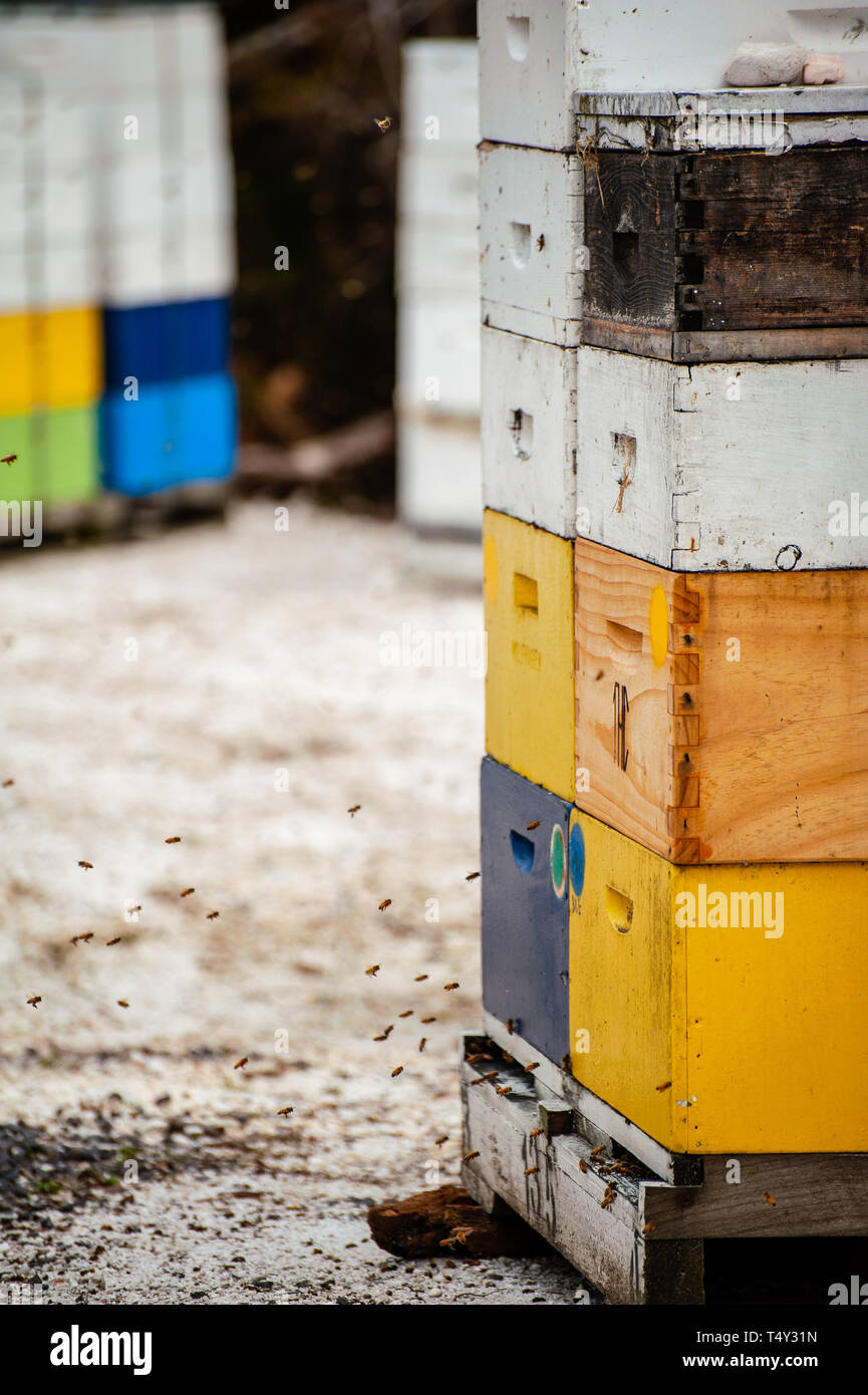 Bees flying around colorful stack of beehives, coming and going as the ...