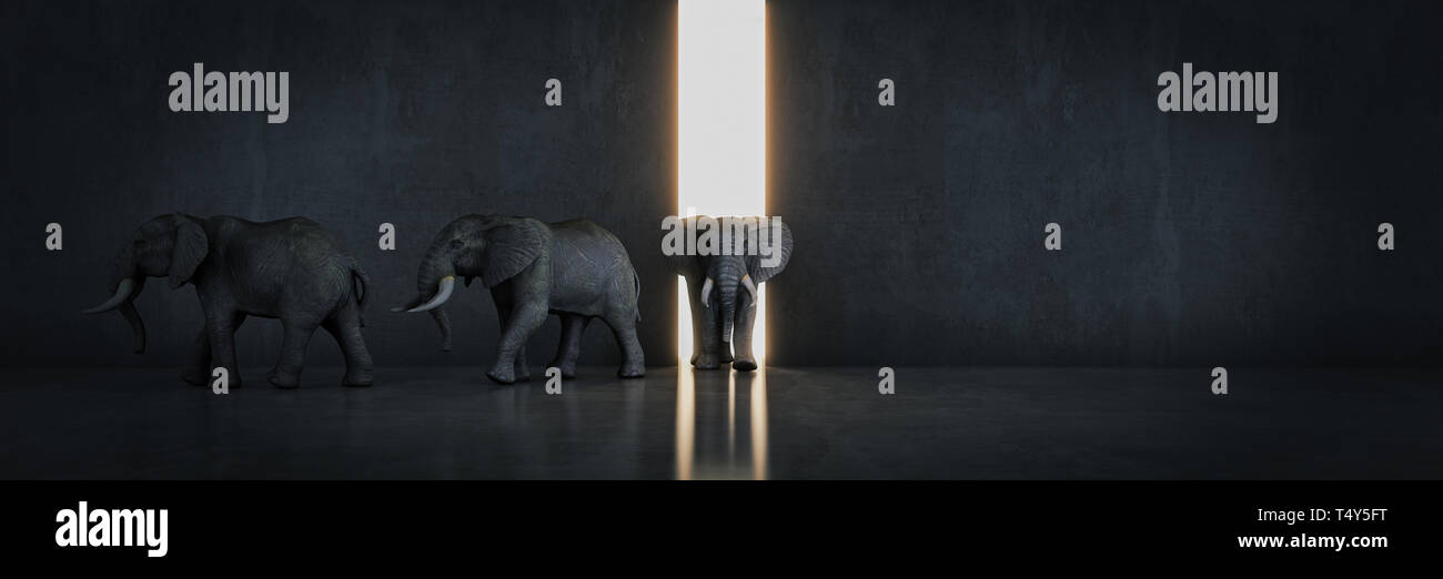 Elephant in the room hi-res stock photography and images - Alamy