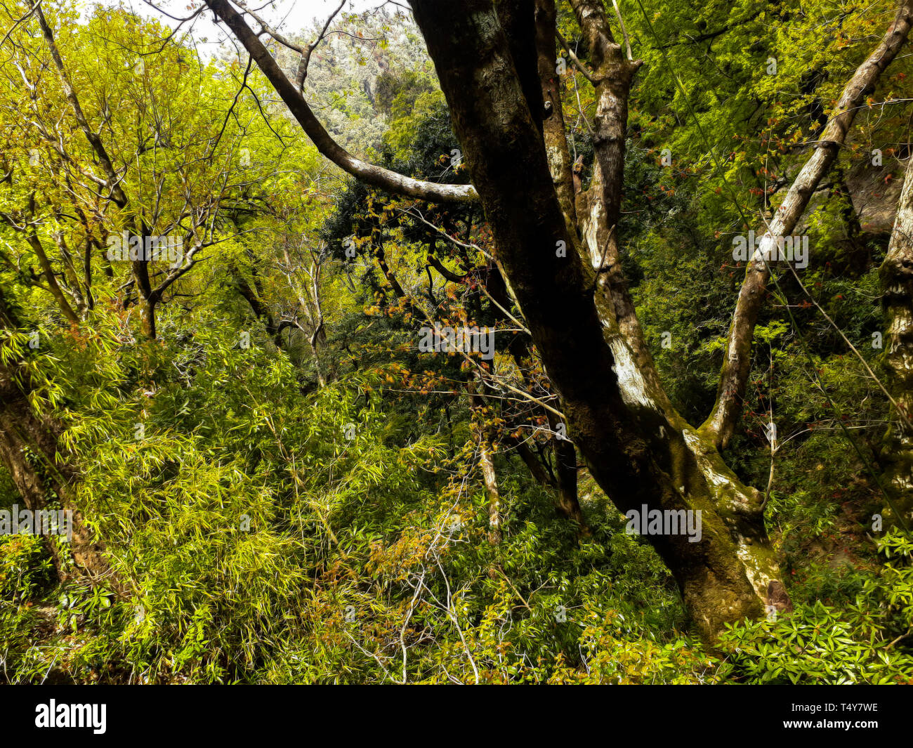 the trees in the valley of Nainital Stock Photo - Alamy