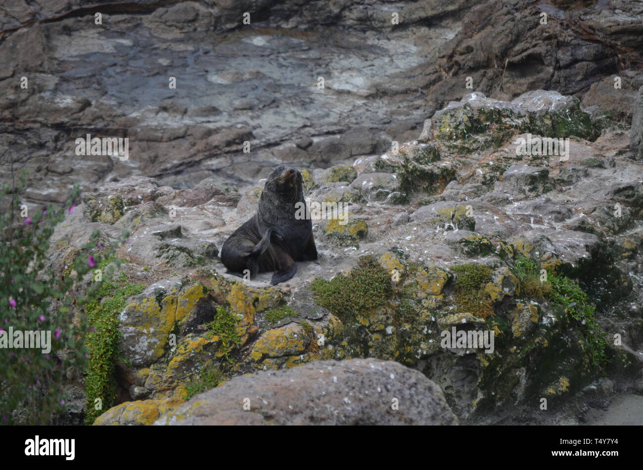 Sea Lions in New Zealand - Dunedin Stock Photo - Alamy