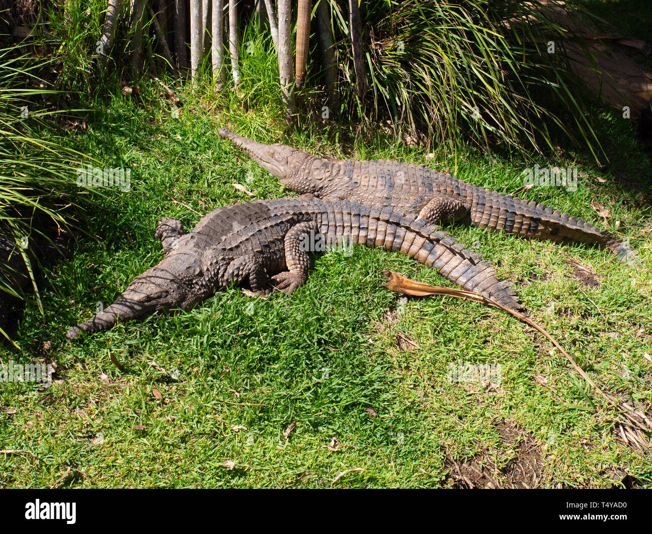 Pair of crocodiles hi-res stock photography and images - Alamy