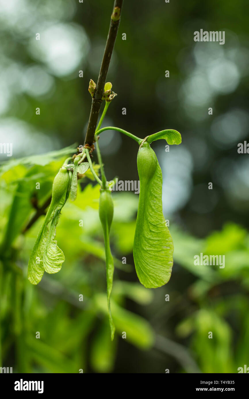 Norway Maple Seed High Resolution Stock Photography and Images - Alamy