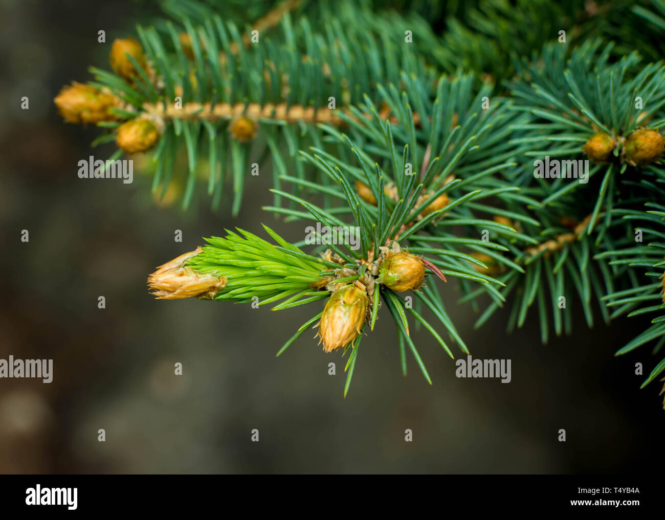 Young needle leaves of the tip of branch of spruce tree Stock Photo - Alamy