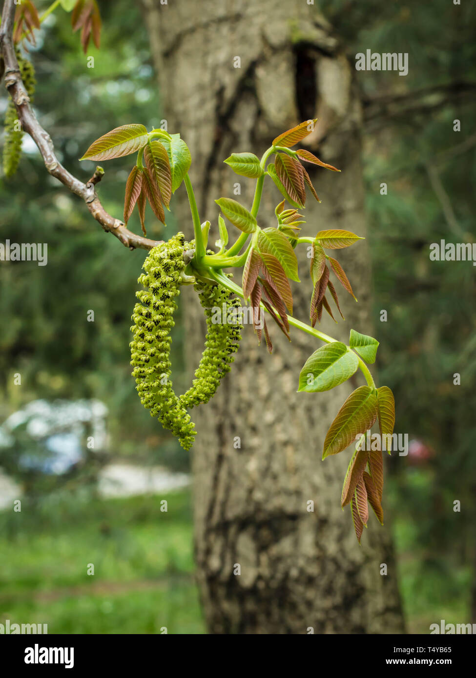 Inflorescence of the English walnut - Juglans regia (male flowers Stock ...