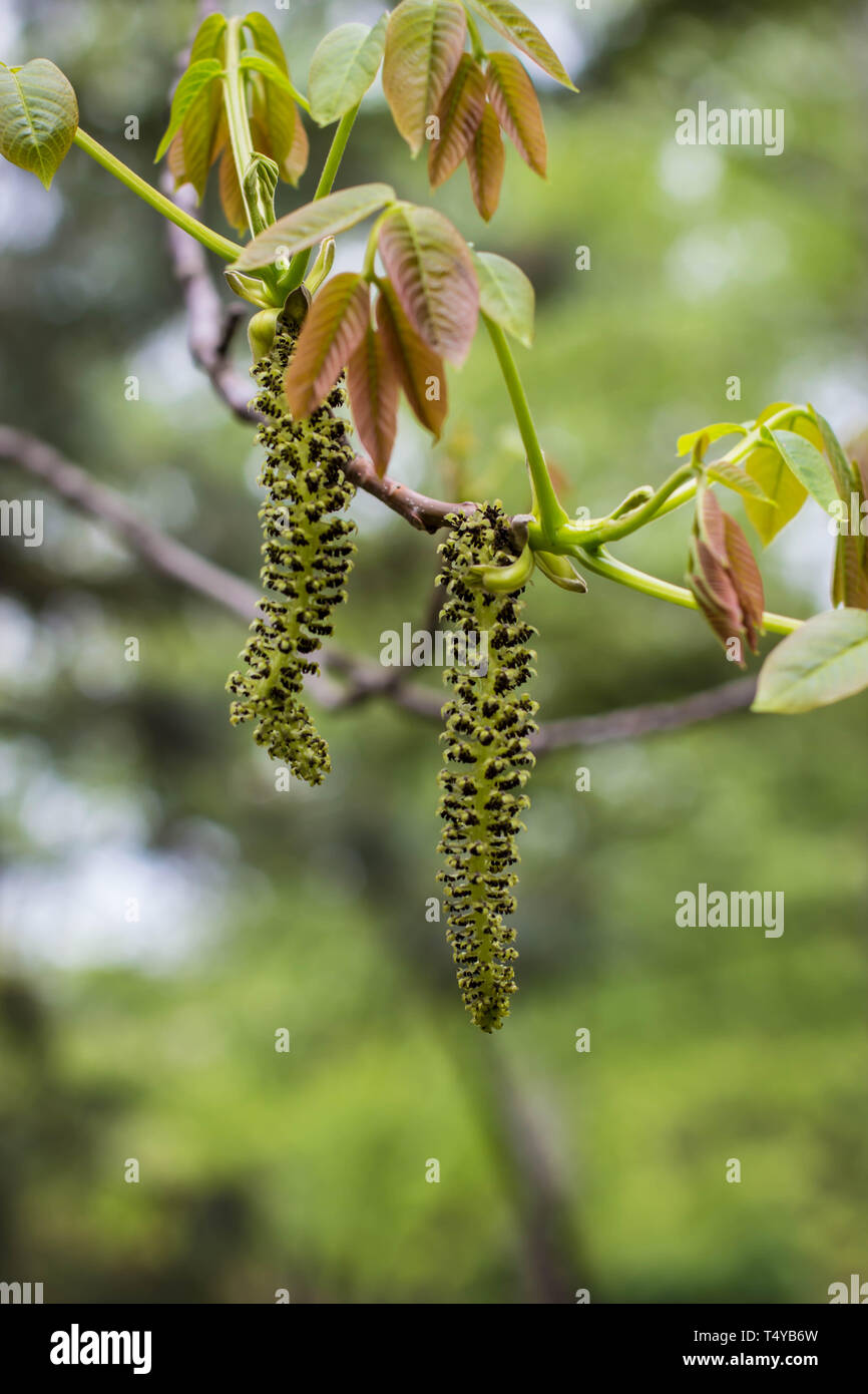 Inflorescence of the English walnut - Juglans regia (male flowers Stock ...