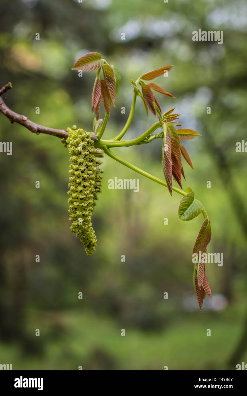 Inflorescence of the English walnut - Juglans regia (male flowers Stock ...