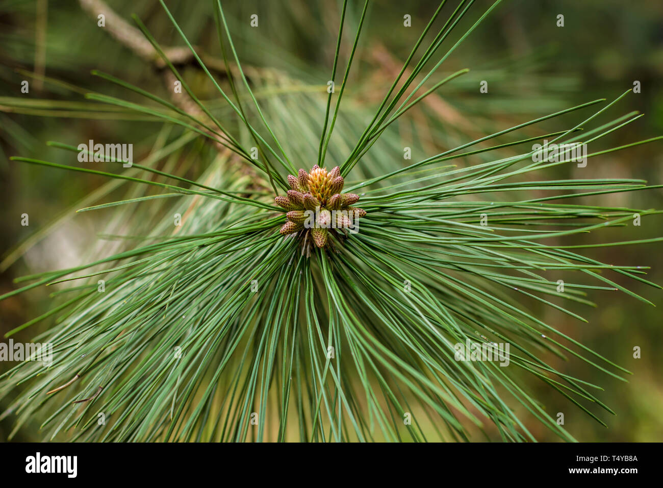 Plant tip with young leaves hi-res stock photography and images - Alamy