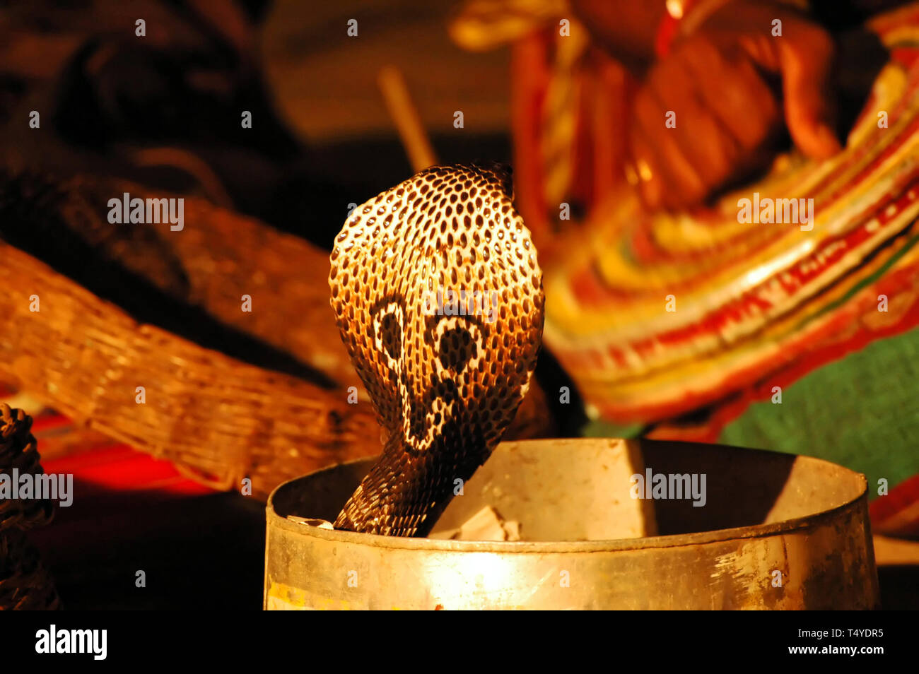 Snakes pictures hi-res stock photography and images - Alamy