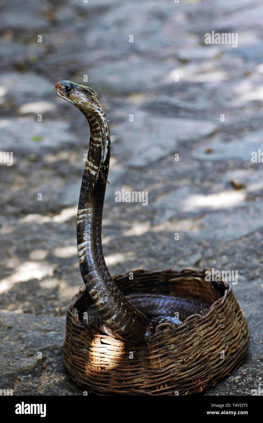 Snakes pictures hi-res stock photography and images - Alamy