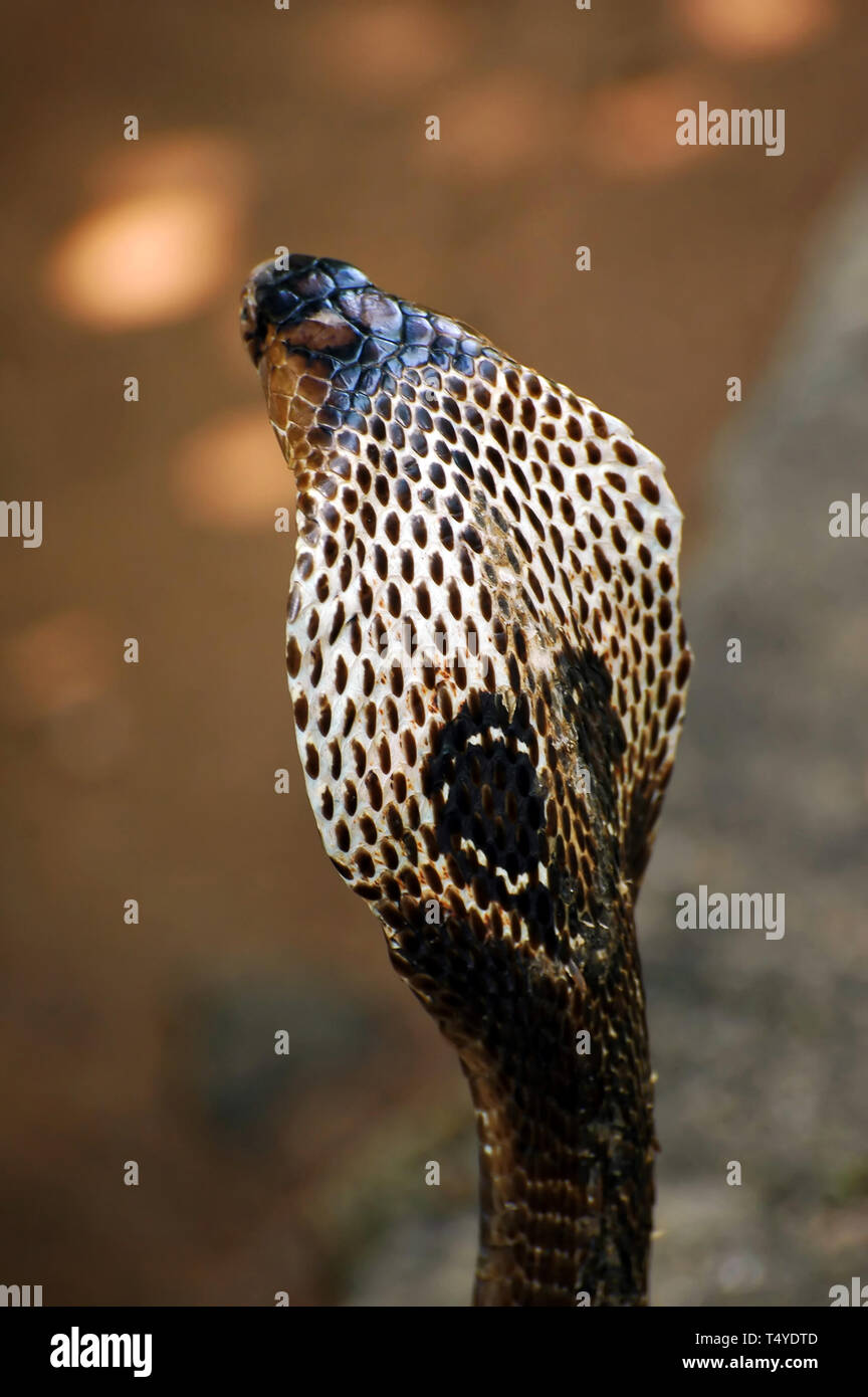 Snakes pictures hi-res stock photography and images - Alamy