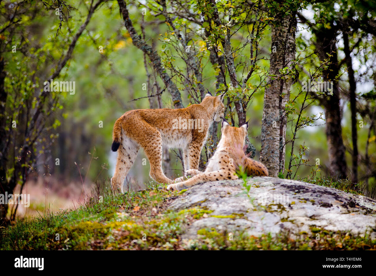 Formation forest hi-res stock photography and images - Alamy