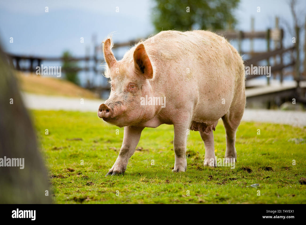 Large Pig Standing On Grassy Field At Farm Stock Photo - Alamy