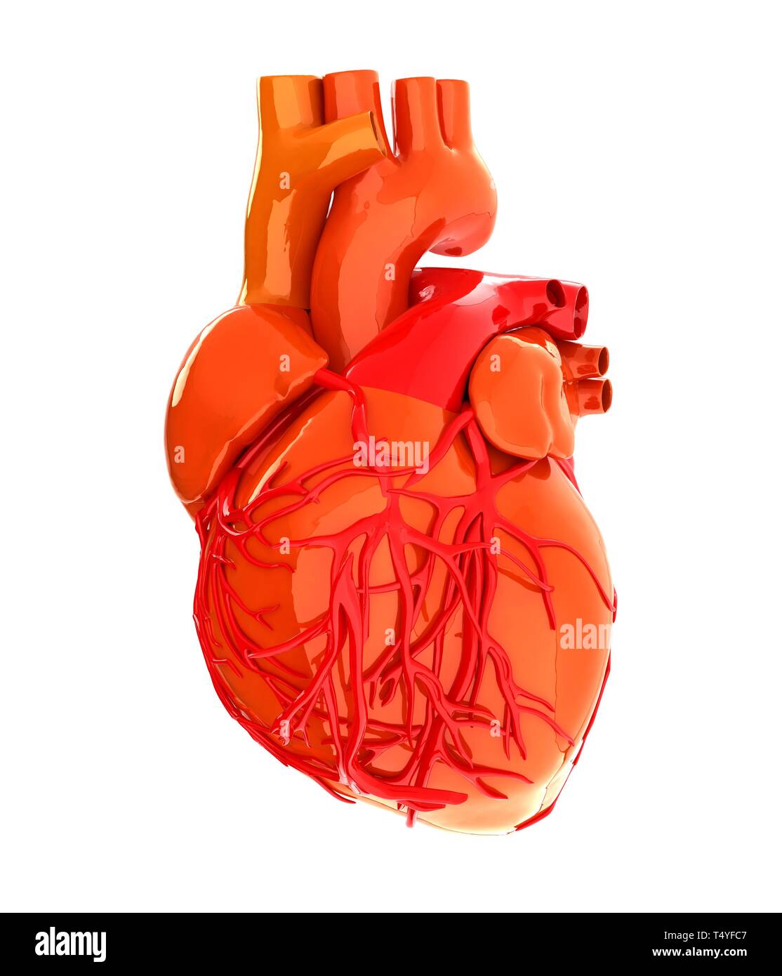 Right ventricle human hi-res stock photography and images - Alamy