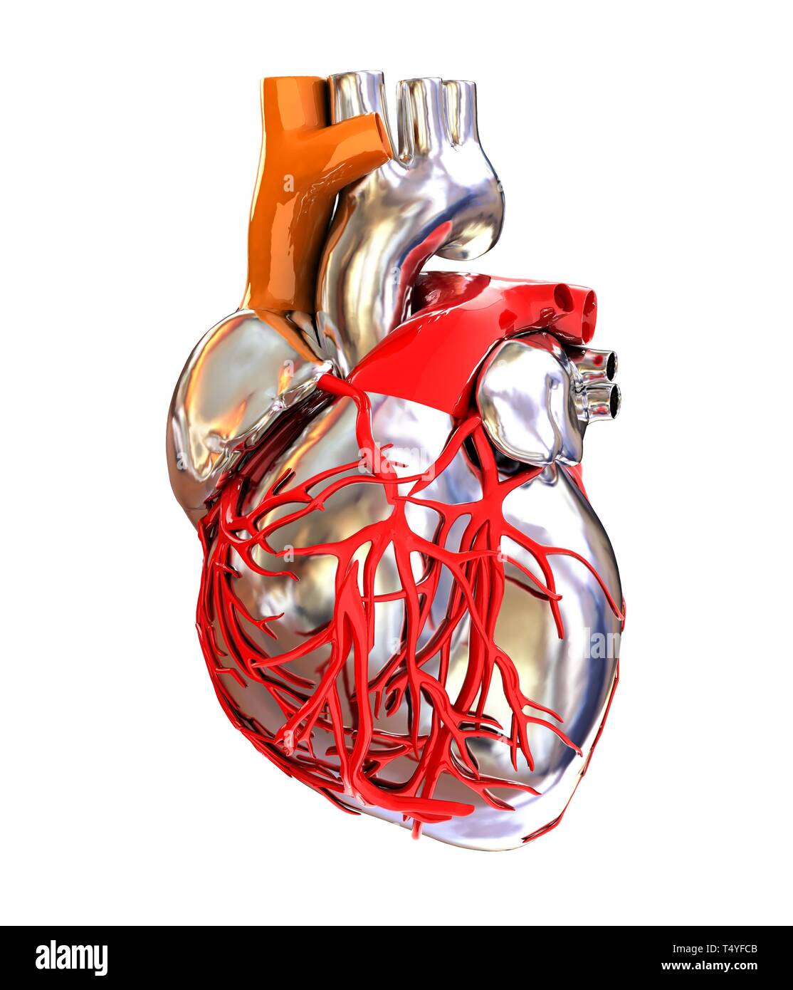 Circulation heart blood artery hi-res stock photography and images - Alamy