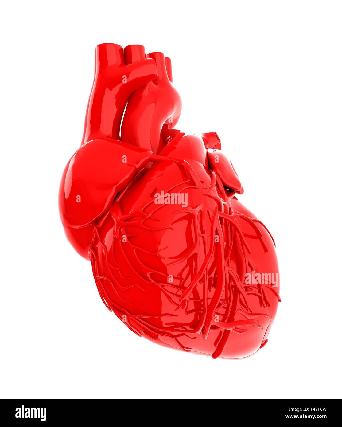 Right ventricle human hi-res stock photography and images - Alamy