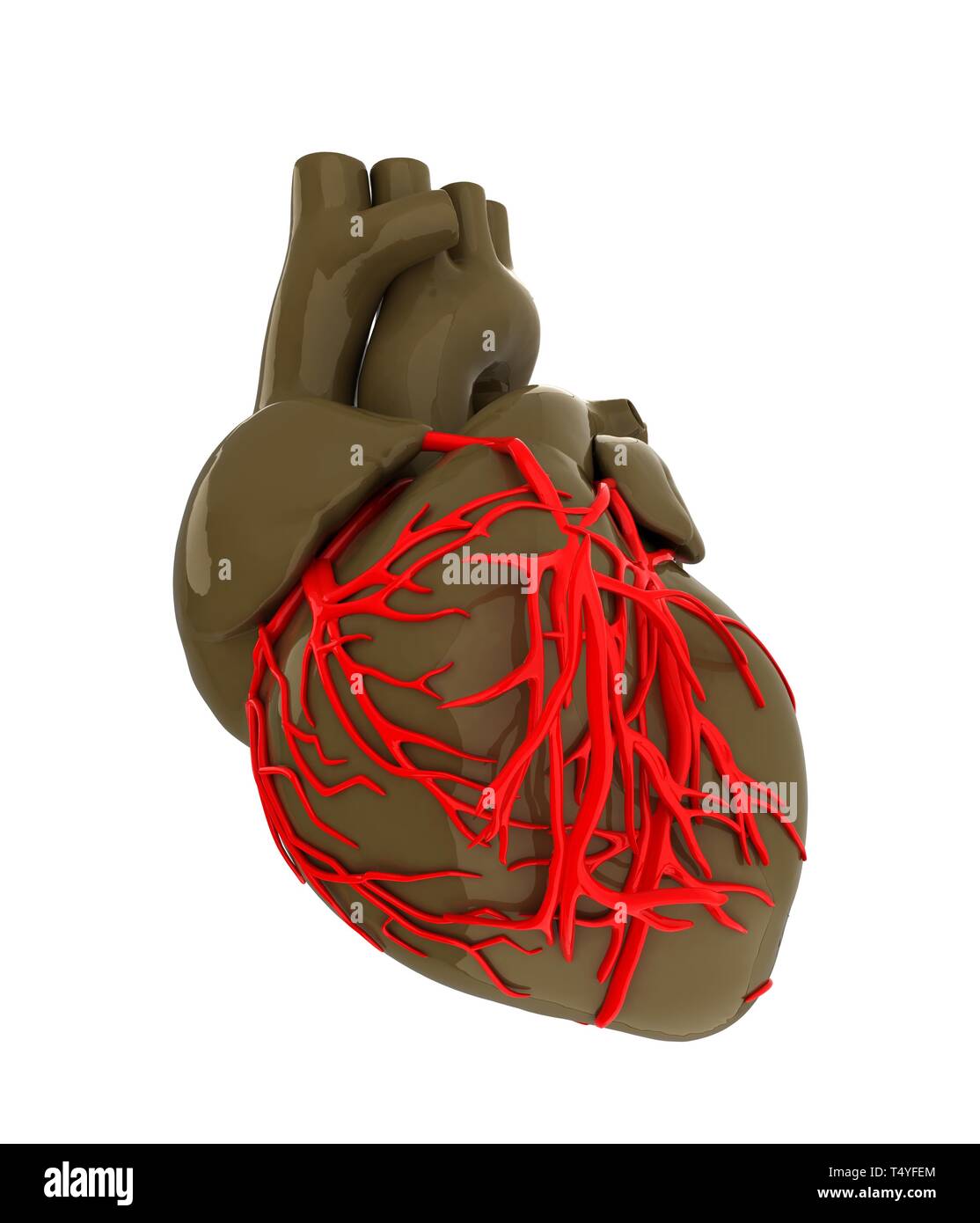 Human heart circulation hi-res stock photography and images - Alamy