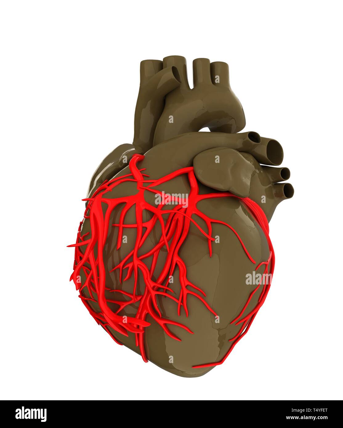 Red anatomical heart hi-res stock photography and images - Alamy