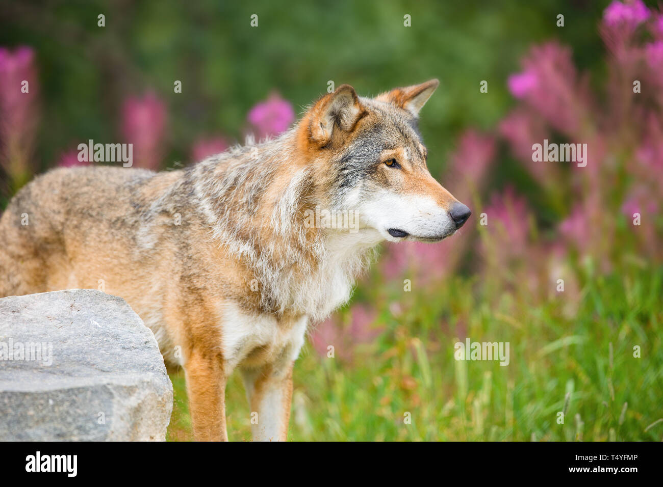 Large Male Wolf Standing On Field In Forest Stock Photo - Alamy