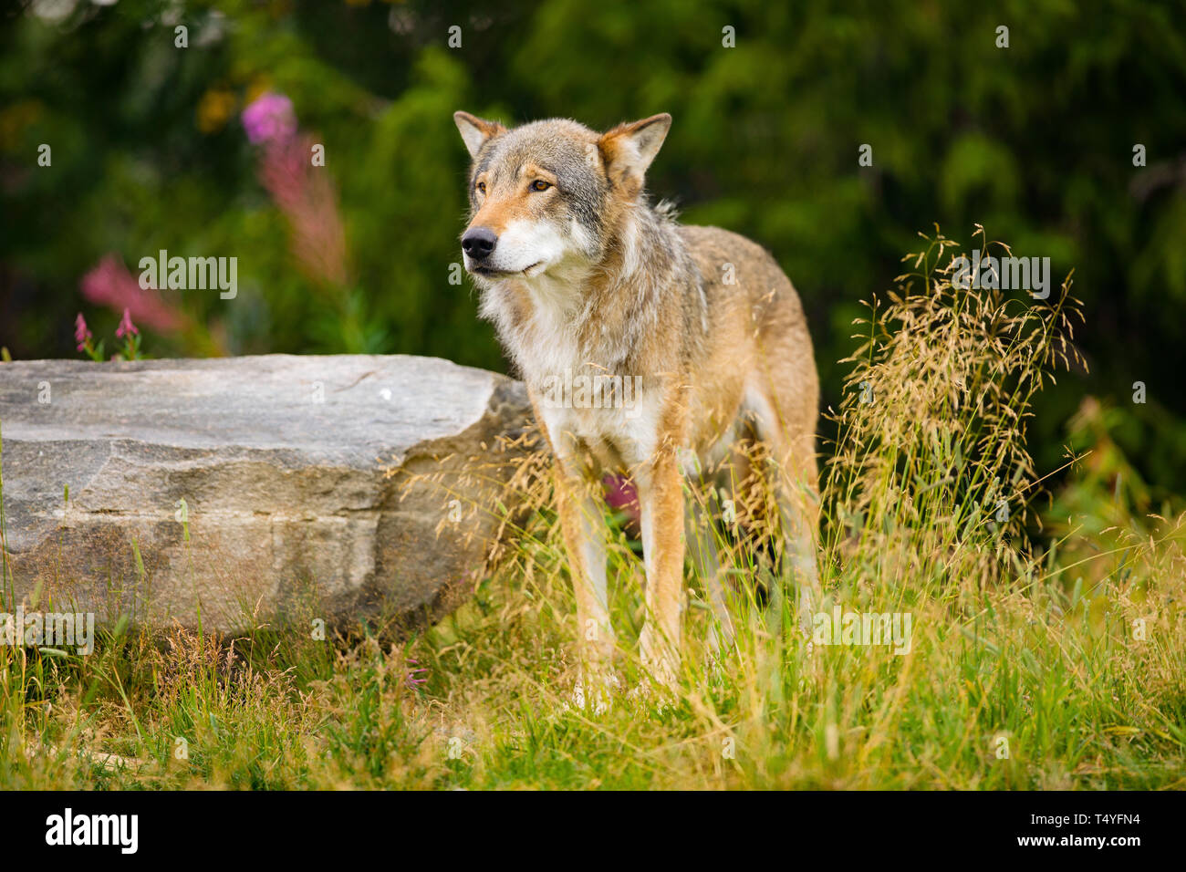 Wolf on rock hi-res stock photography and images - Alamy