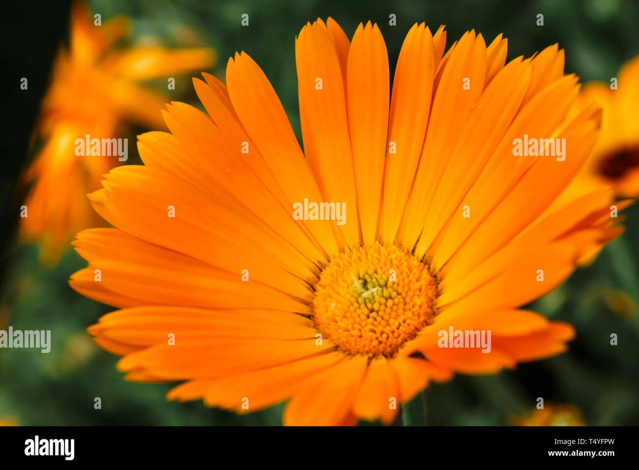 Orange calendula flower, calendula officinalis. Flower with rain water ...