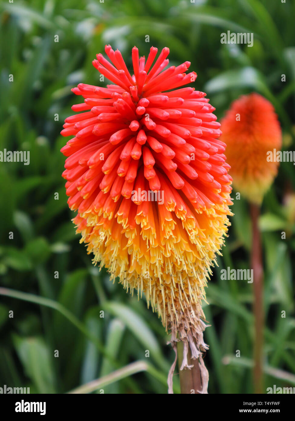 Close up firework in hi-res stock photography and images - Alamy