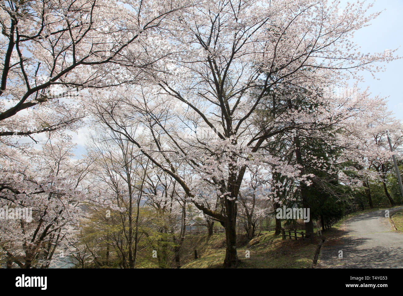 Kusaki Park, along Romantic Road, Japan Stock Photo - Alamy