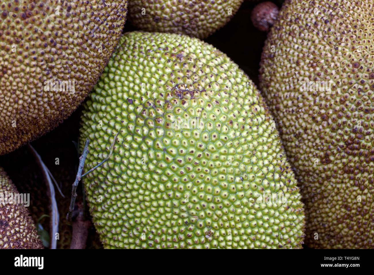 Indian Breadfruit High Resolution Stock Photography and Images - Alamy