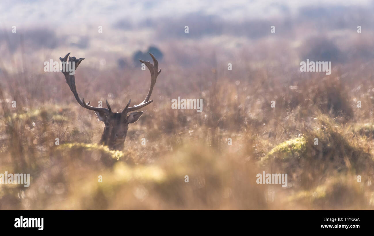 Stags ears hi-res stock photography and images - Alamy