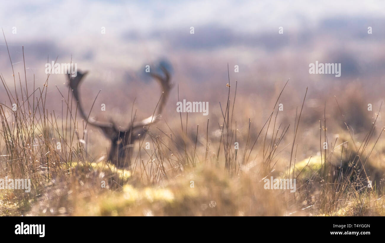 Close up of the stags ears Stock Photo - Alamy