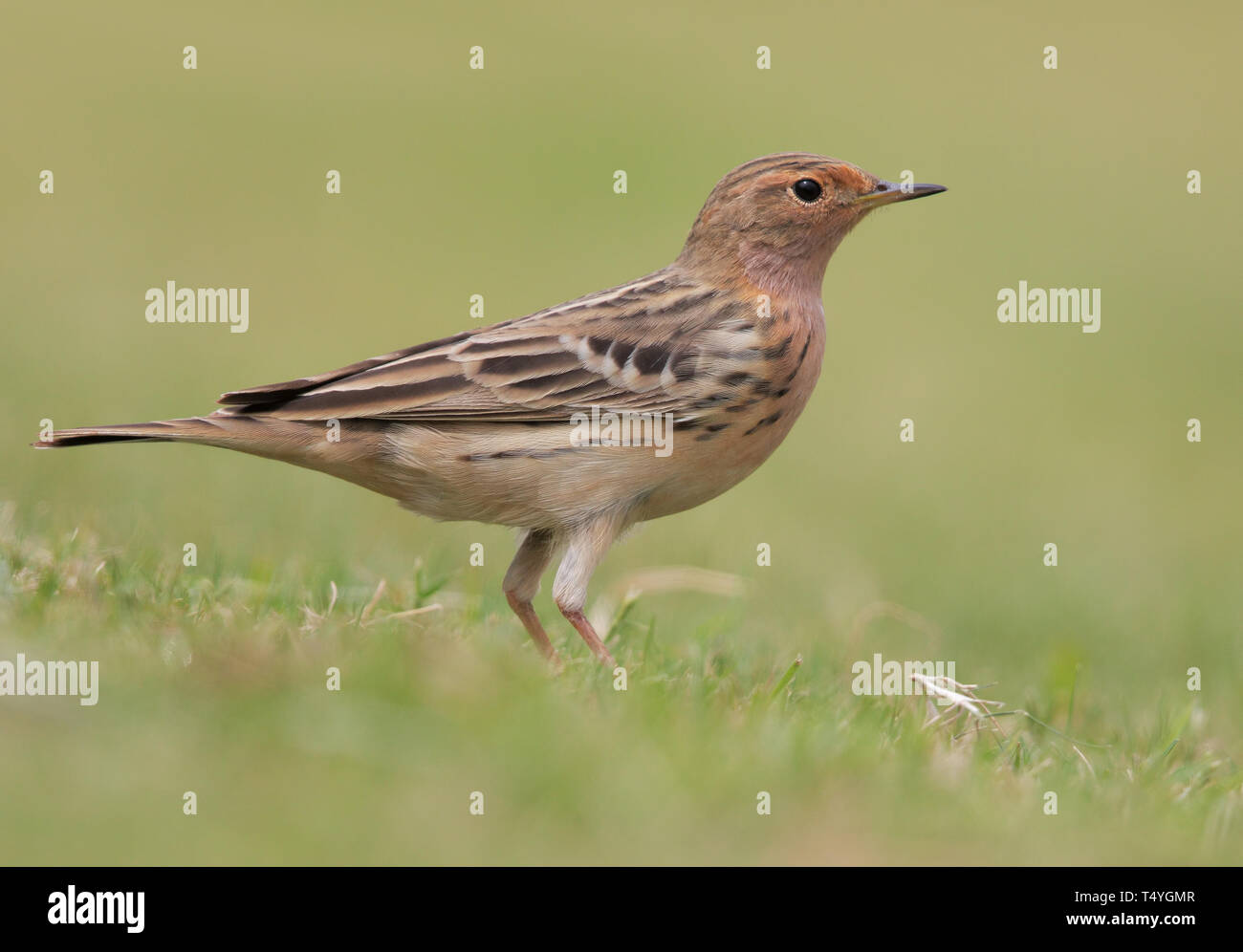 Western palearctic pipit hi-res stock photography and images - Alamy