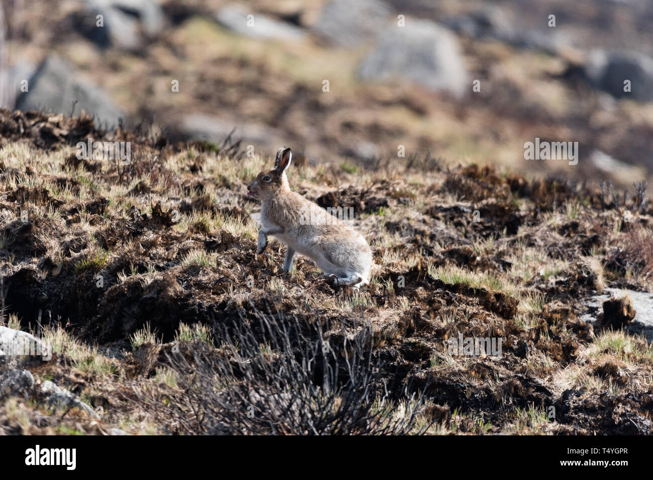 Rspb dovestone hi-res stock photography and images - Alamy
