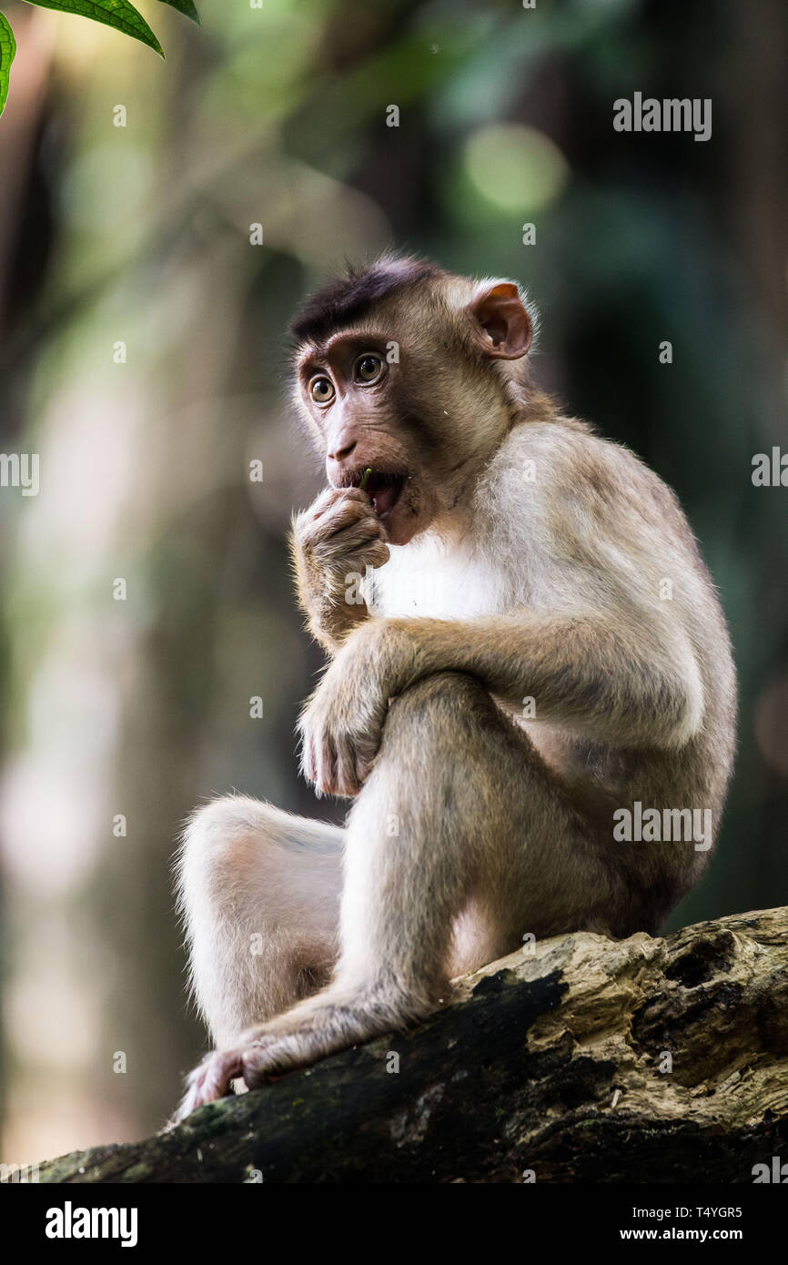 Macaques in Malaysia Stock Photo - Alamy