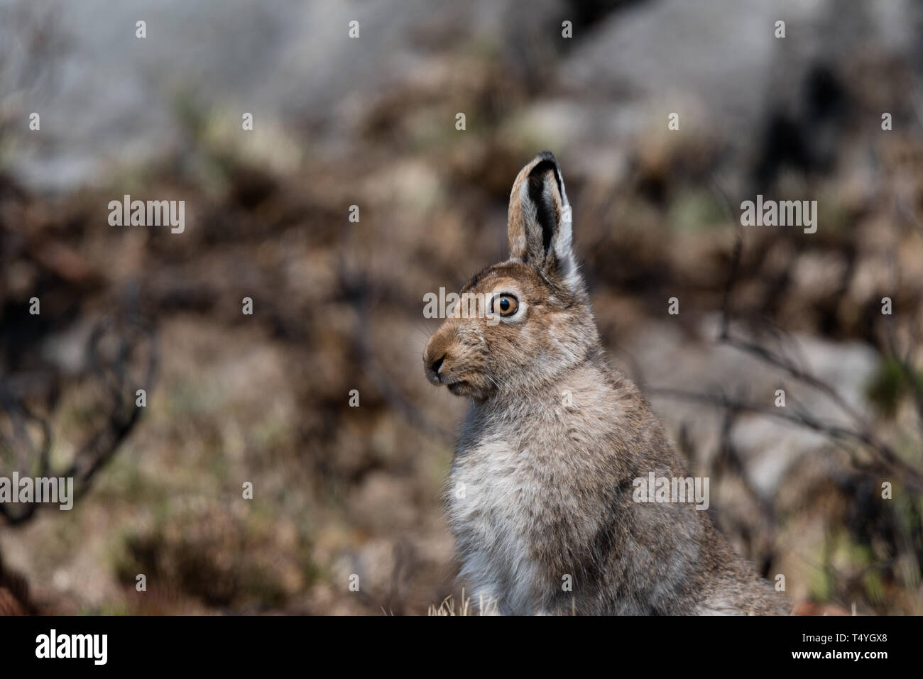 Rspb dovestone hi-res stock photography and images - Alamy