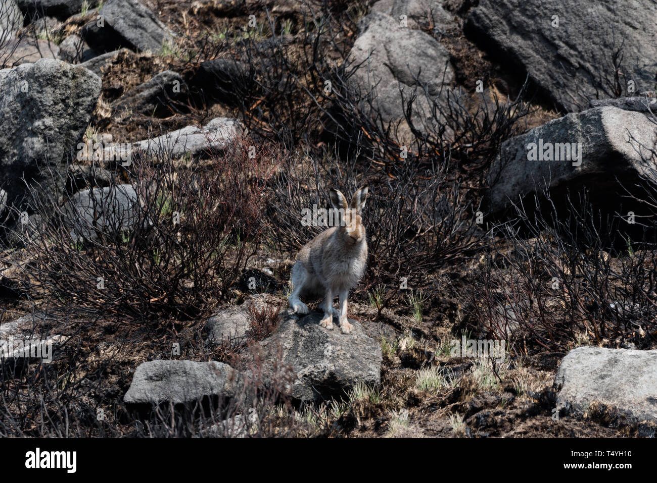 Rspb dovestone hi-res stock photography and images - Alamy