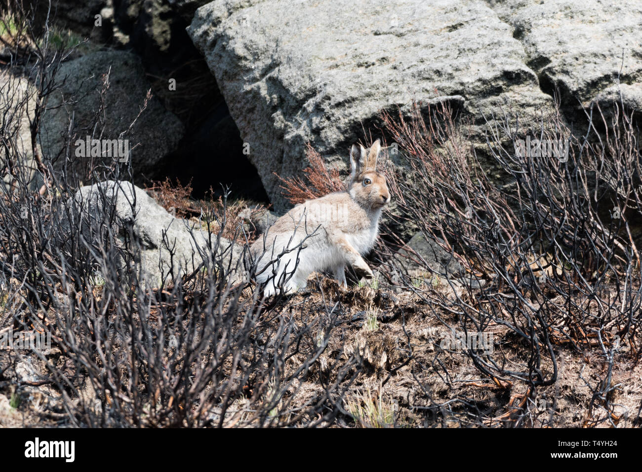 Rspb dovestone hi-res stock photography and images - Alamy