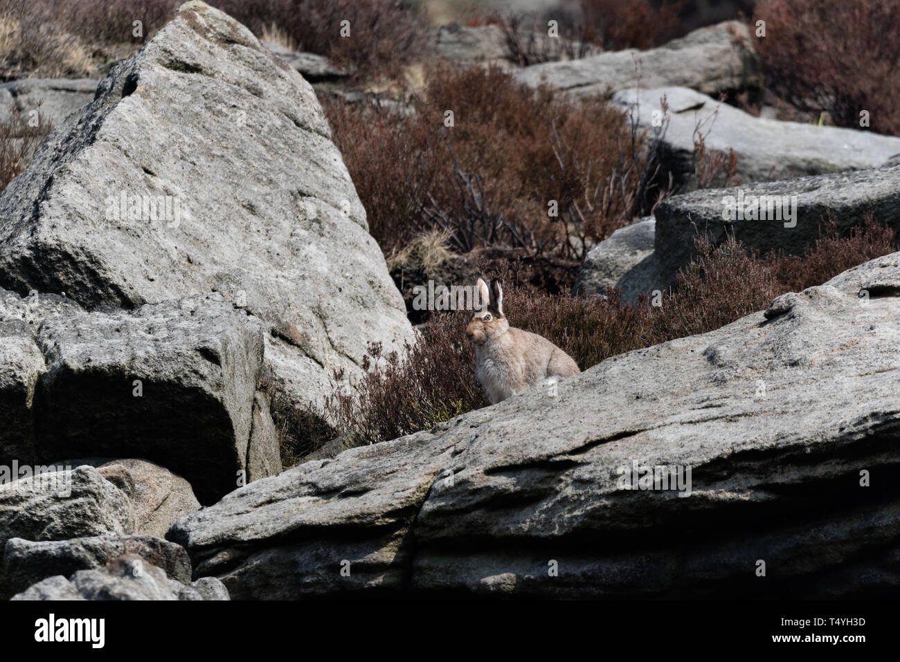 Rspb dovestone hi-res stock photography and images - Alamy