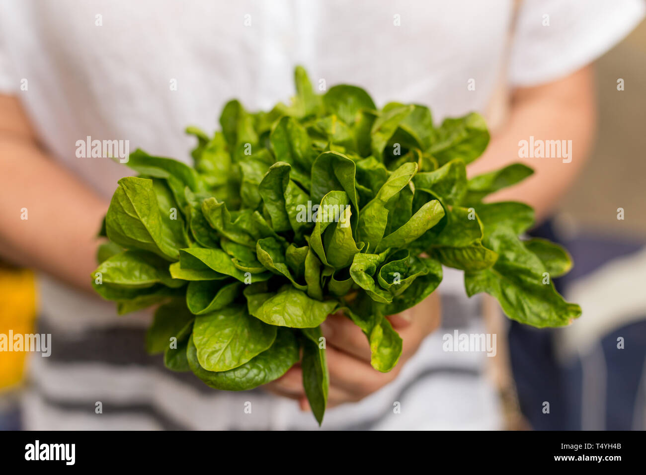 Female hands holding a bunch of baby spinach. Horizontal composition ...