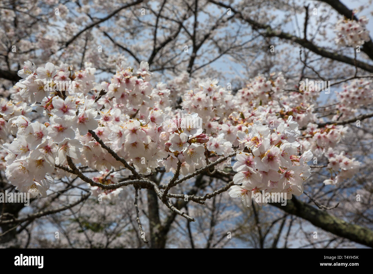 Gumma hi-res stock photography and images - Alamy