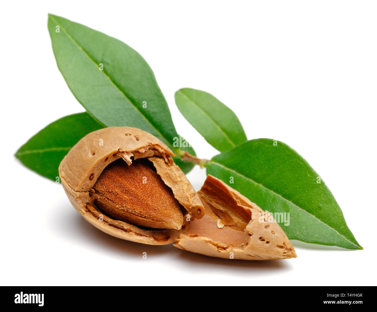 Almonds with leaves isolated on white background Stock Photo - Alamy
