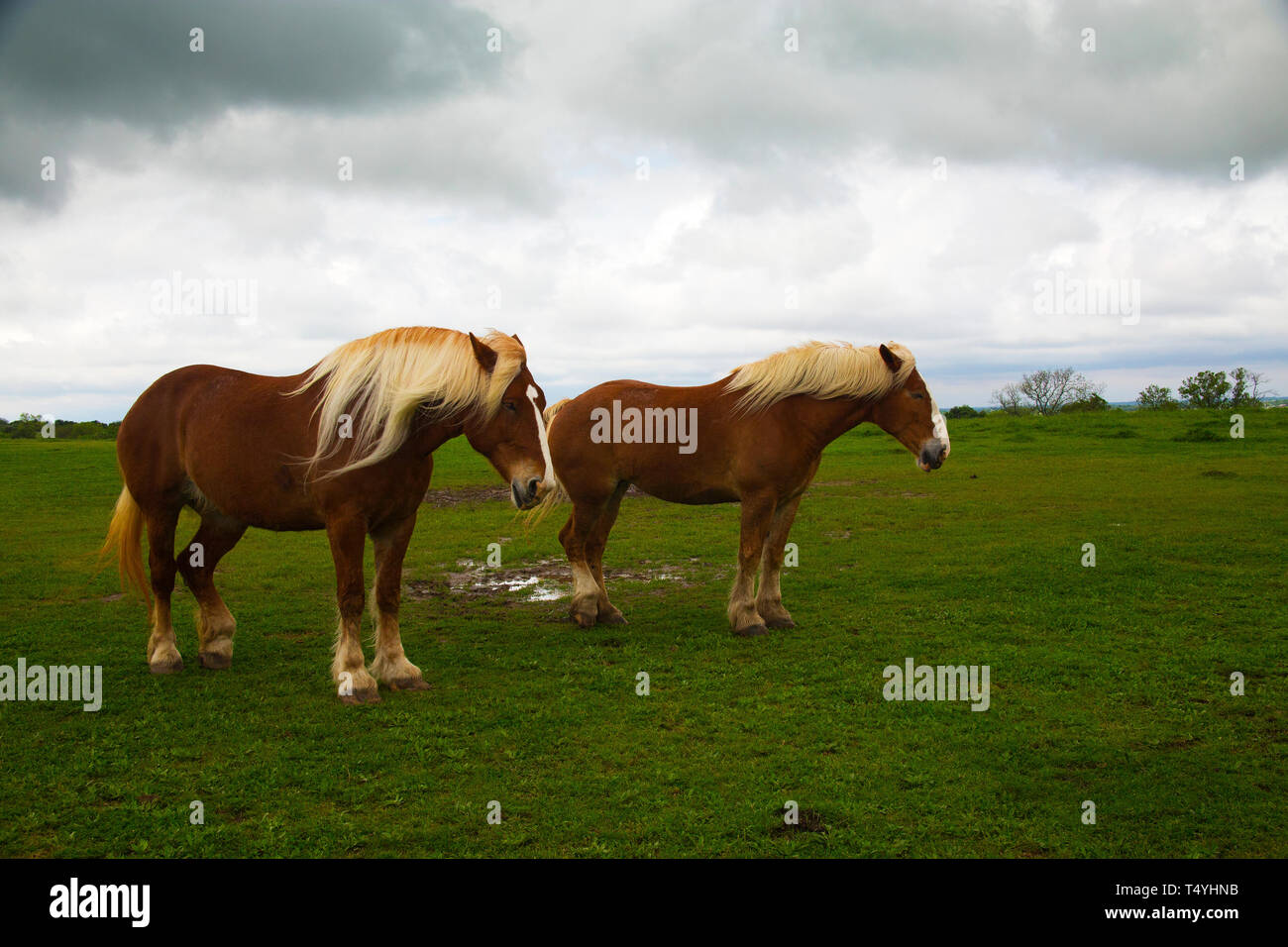 Draft horse breed hi-res stock photography and images - Alamy