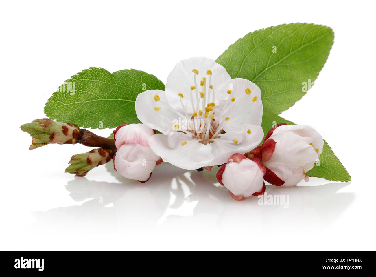 Almond flowers with leaves isolated on white background Stock Photo - Alamy