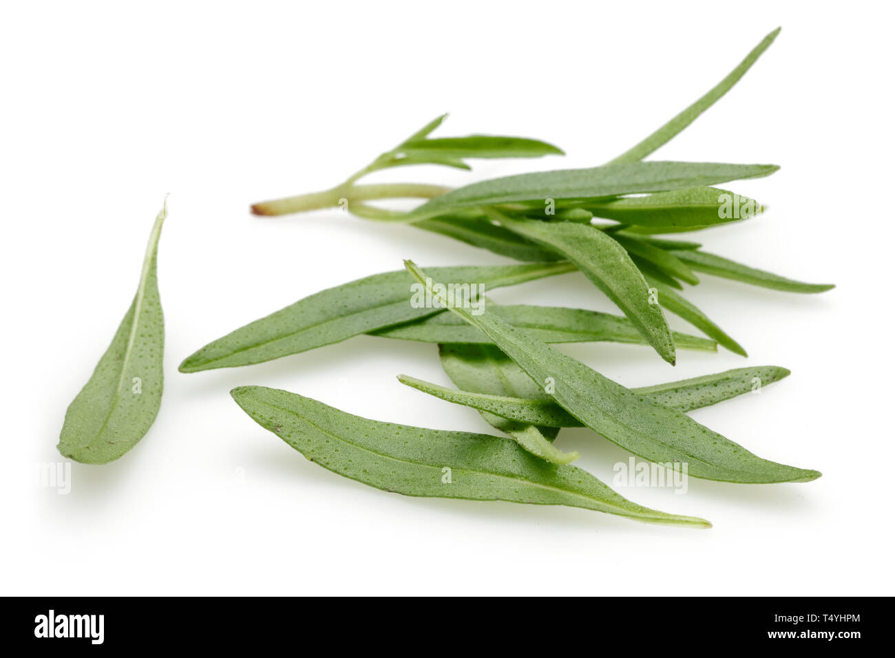 Fresh green thyme isolated on white background Stock Photo - Alamy
