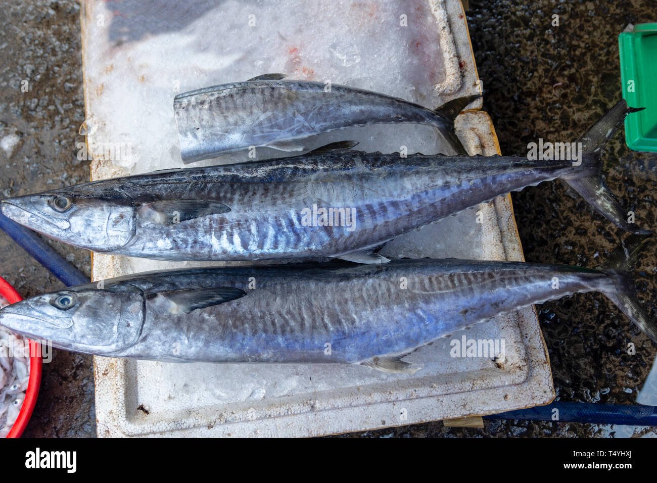 Two and a half tuna fish on ice at fish market in Duong Dong city Phu ...