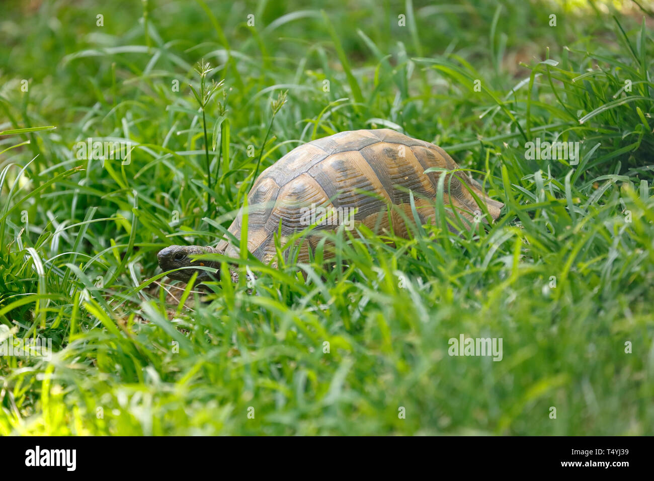 Tortoise eating flower hi-res stock photography and images - Alamy