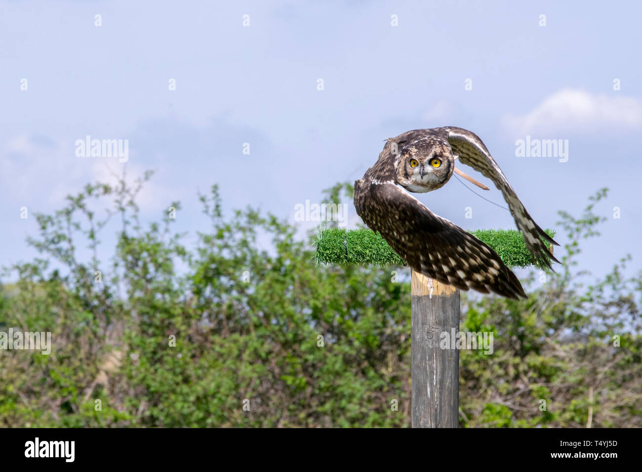 African Spotted Eagle Owl Stock Photo - Alamy