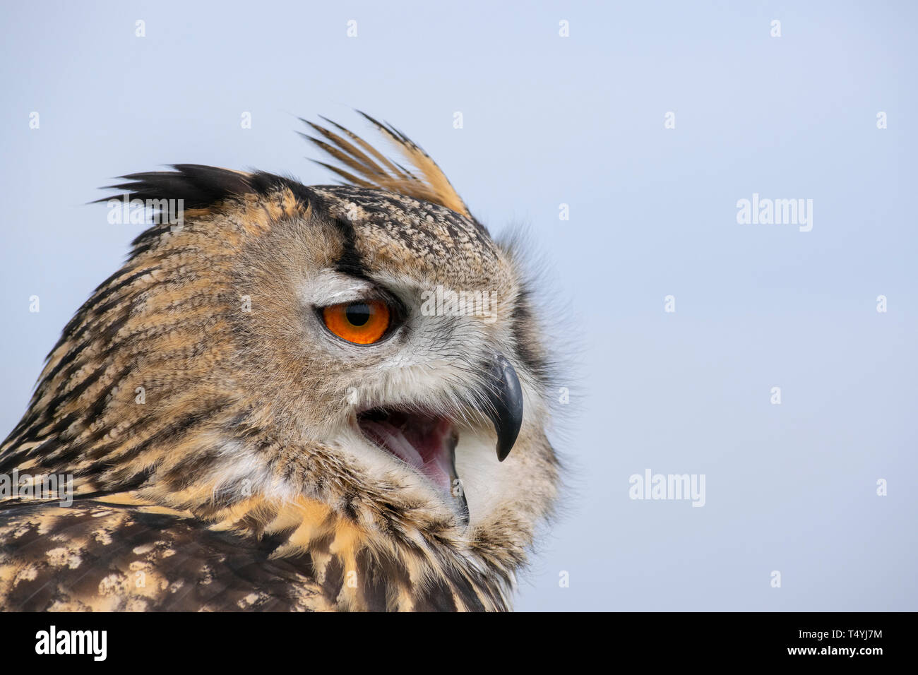 European eagle owl falconry hi-res stock photography and images - Alamy