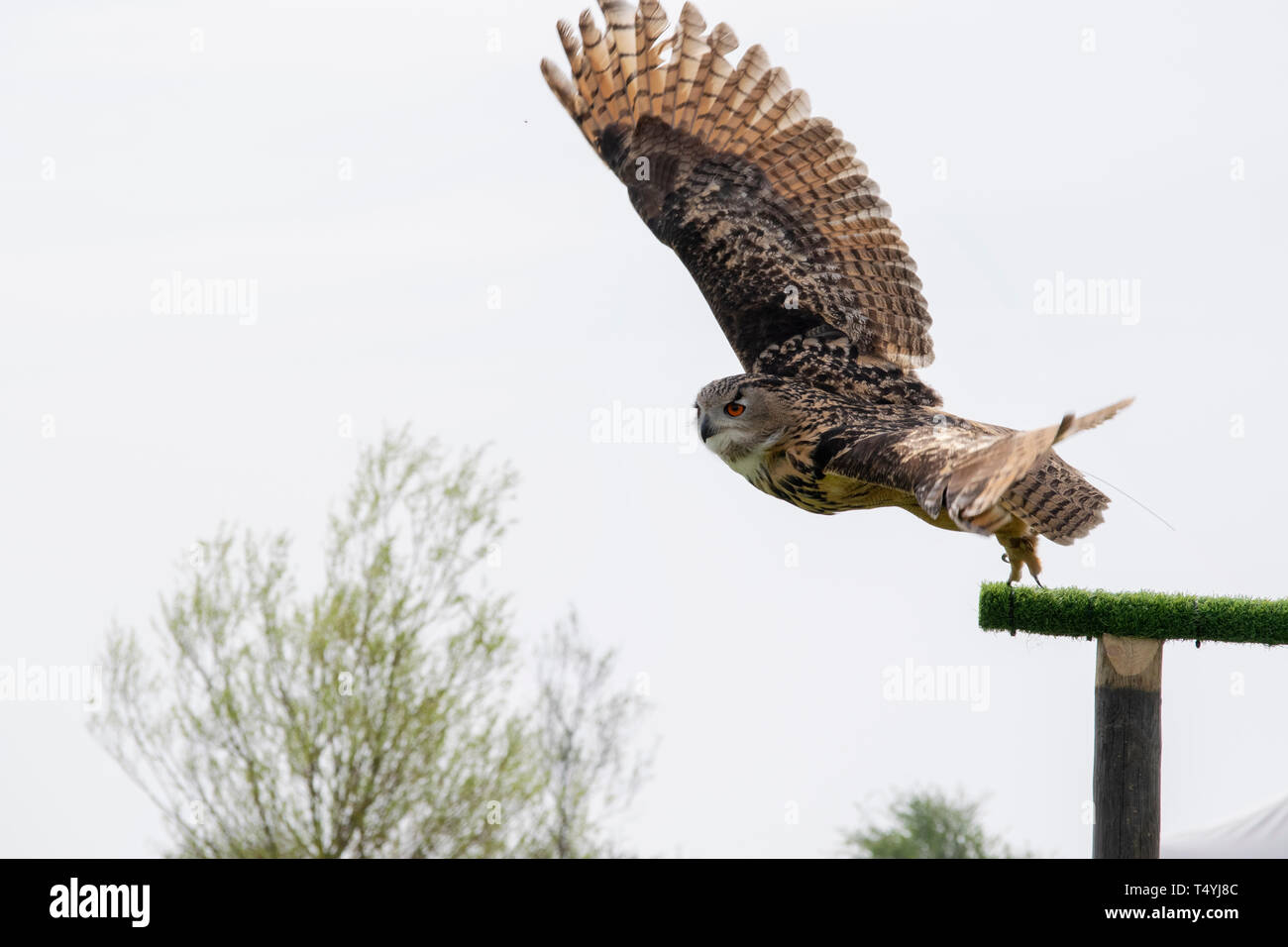 European Eagle Owl Stock Photo - Alamy
