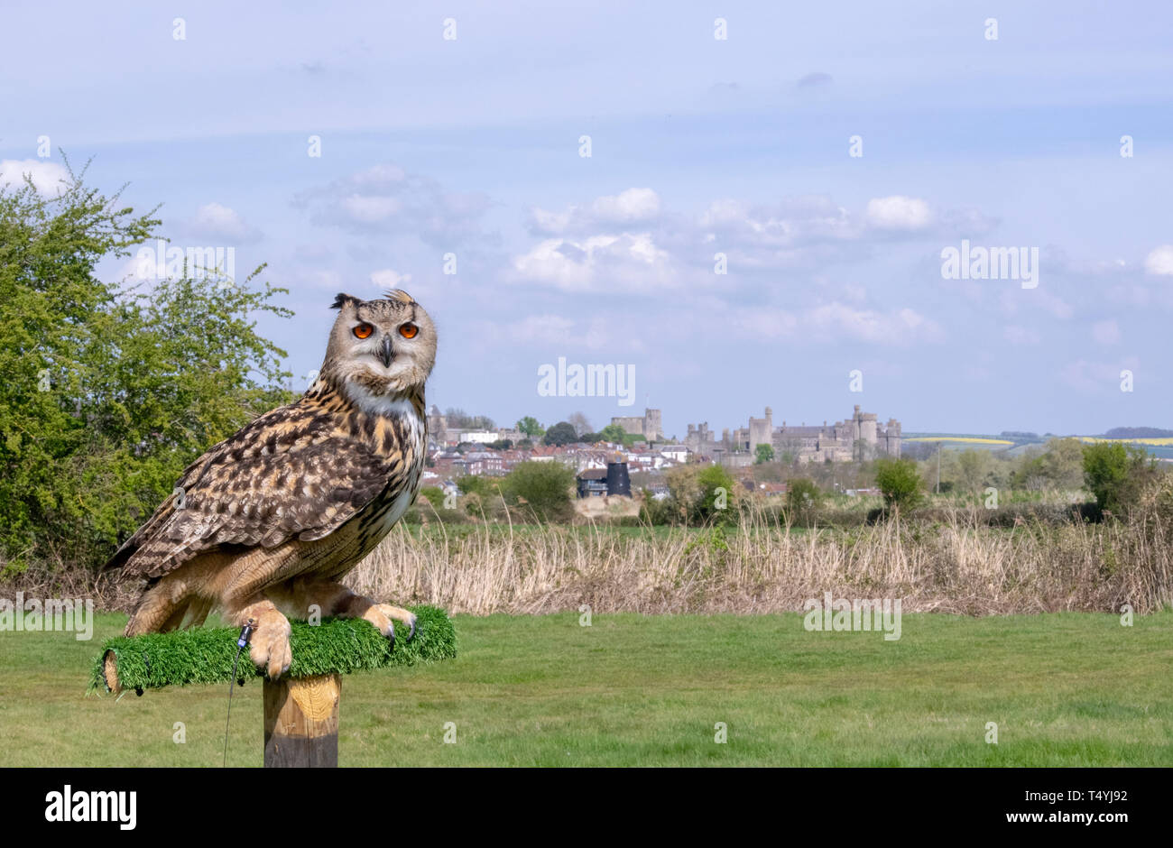 Eagle owl european hi-res stock photography and images - Alamy