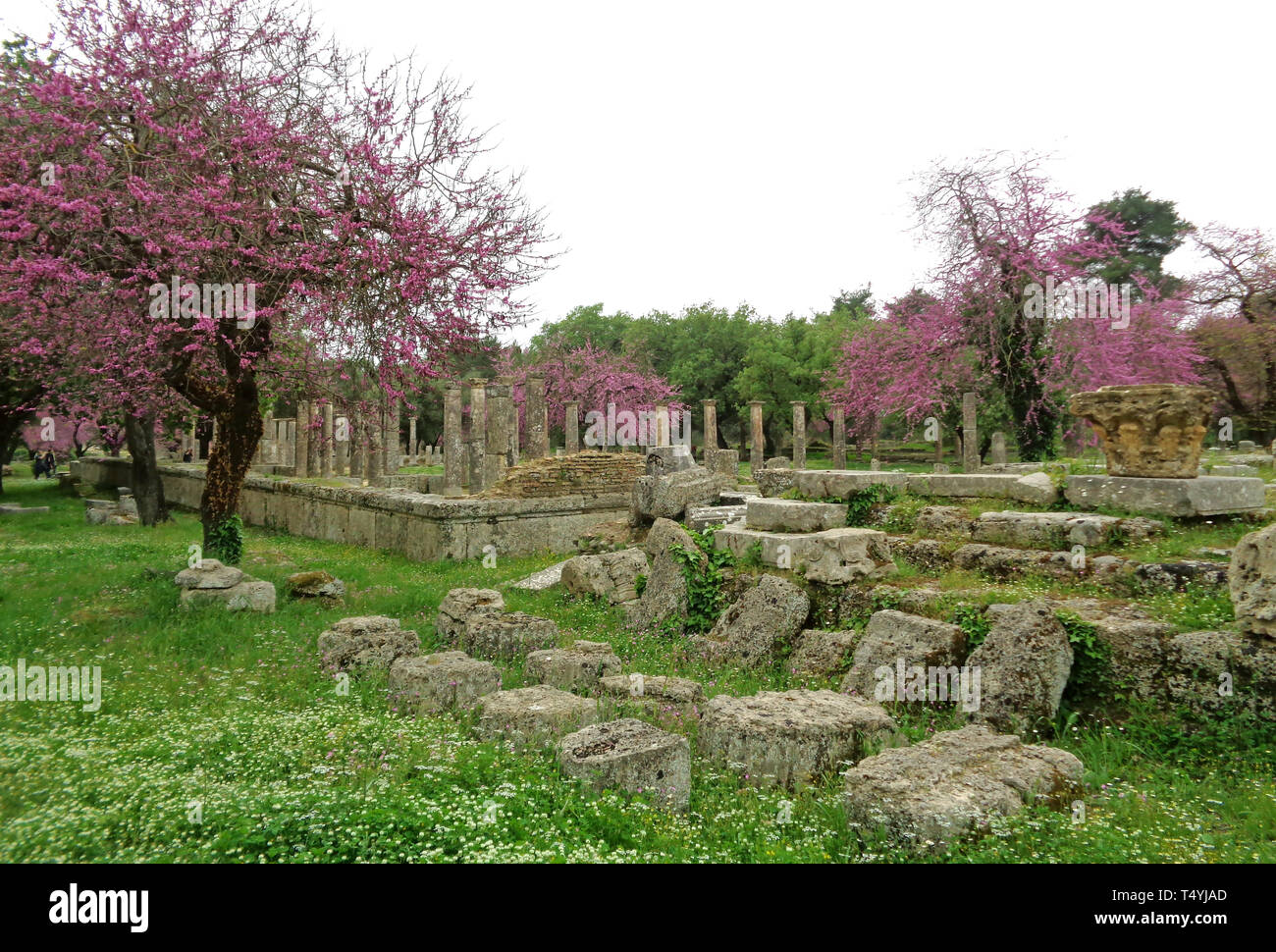 Remains of the Palestra or Gymnasium Surrounded by the Flowering Trees ...
