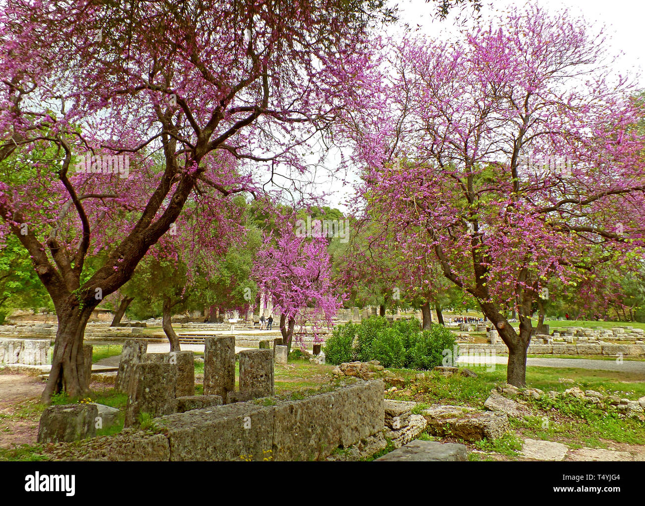 Archaeological Site of the Ancient Olympia with the Pink Flowering ...